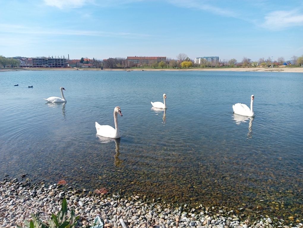 LABUDOVO JEZERO U KLADOVU | Timočke